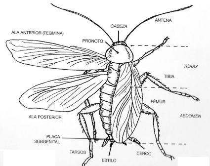 Cucaracha :: MaxForcel