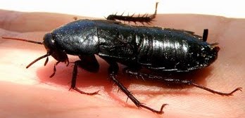 Cucaracha :: MaxForcel